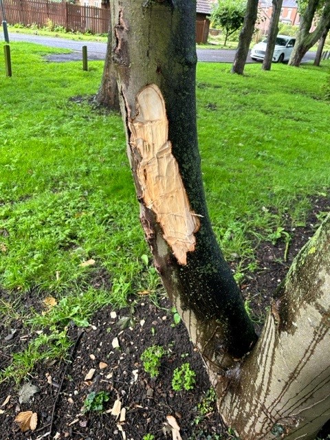 Further Criminal Damage to Trees in Bingham - Bingham Town Council